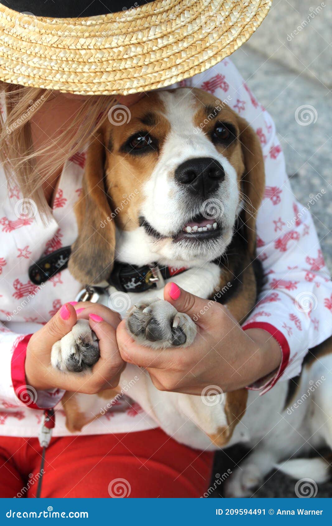 Beagle with woman stock image. Image of nose, person - 209594491