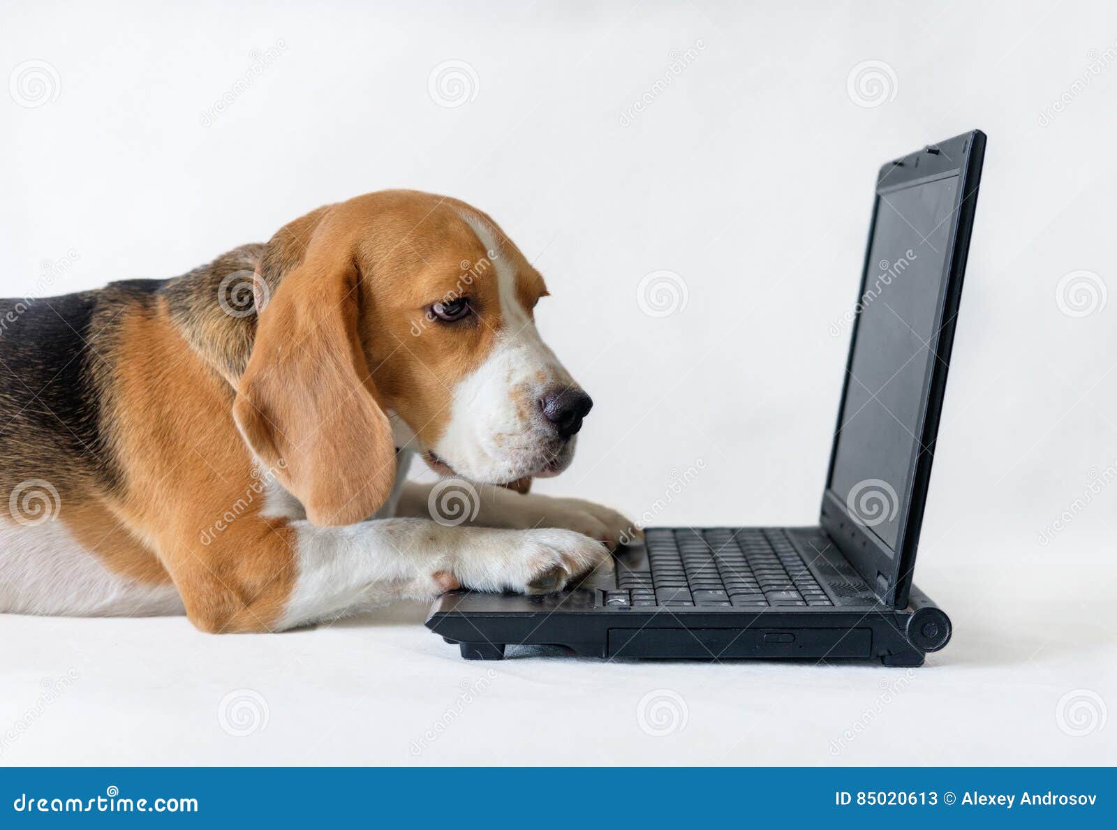 Beagle works on the laptop stock image. Image of computer - 85020613