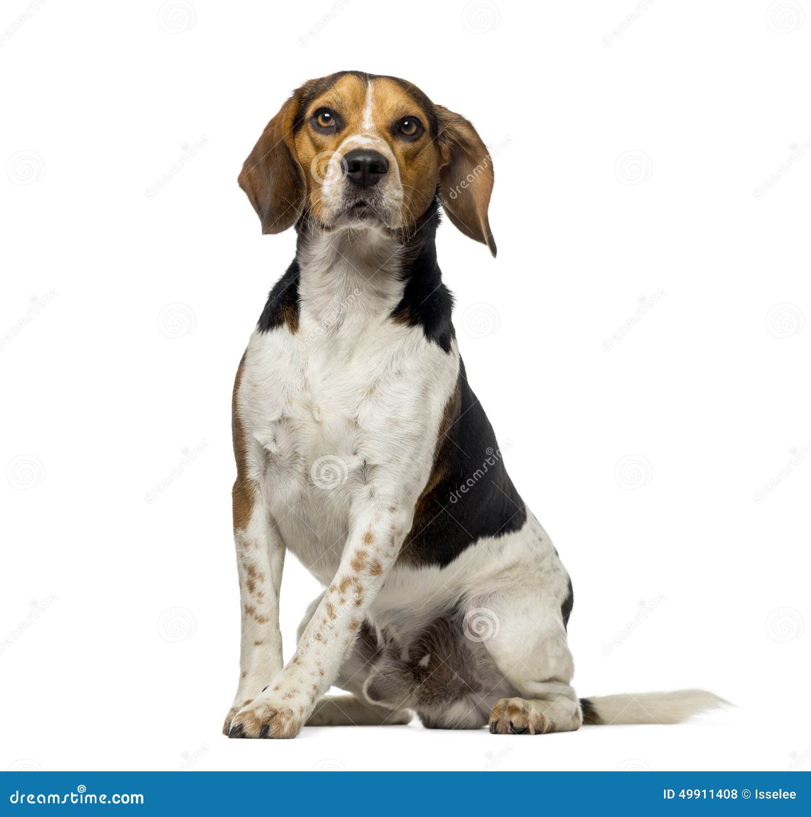 Beagle (3 years old) stock photo. Image of vertebrate - 49911408