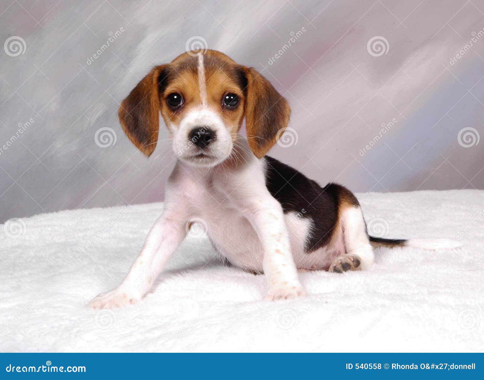 Beagle2 stock photo. Image of beautiful, black, buddy, brown - 540558