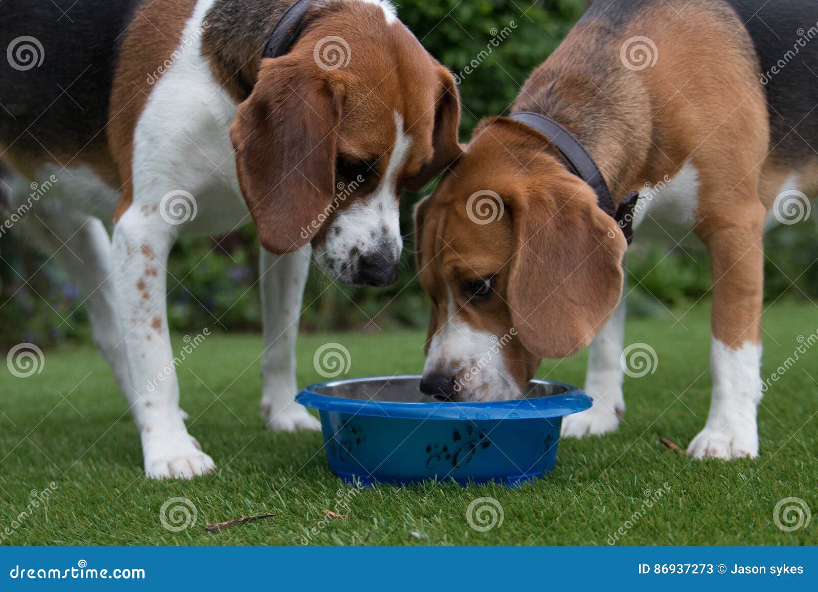 Beagles Drinking from a Blue Bowl Stock Image - Image of action, person ...