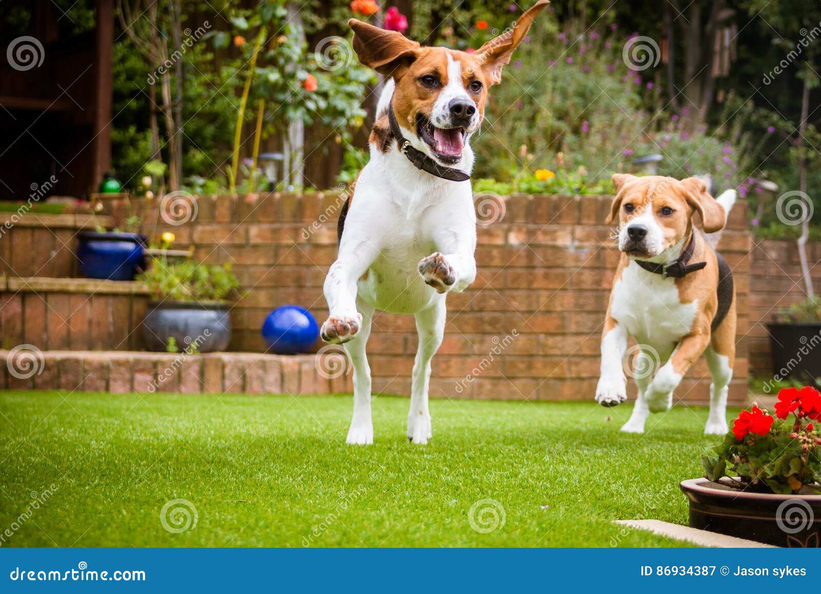 Pair of Dogs Having Fun Running Stock Image - Image of mammal, adorable ...