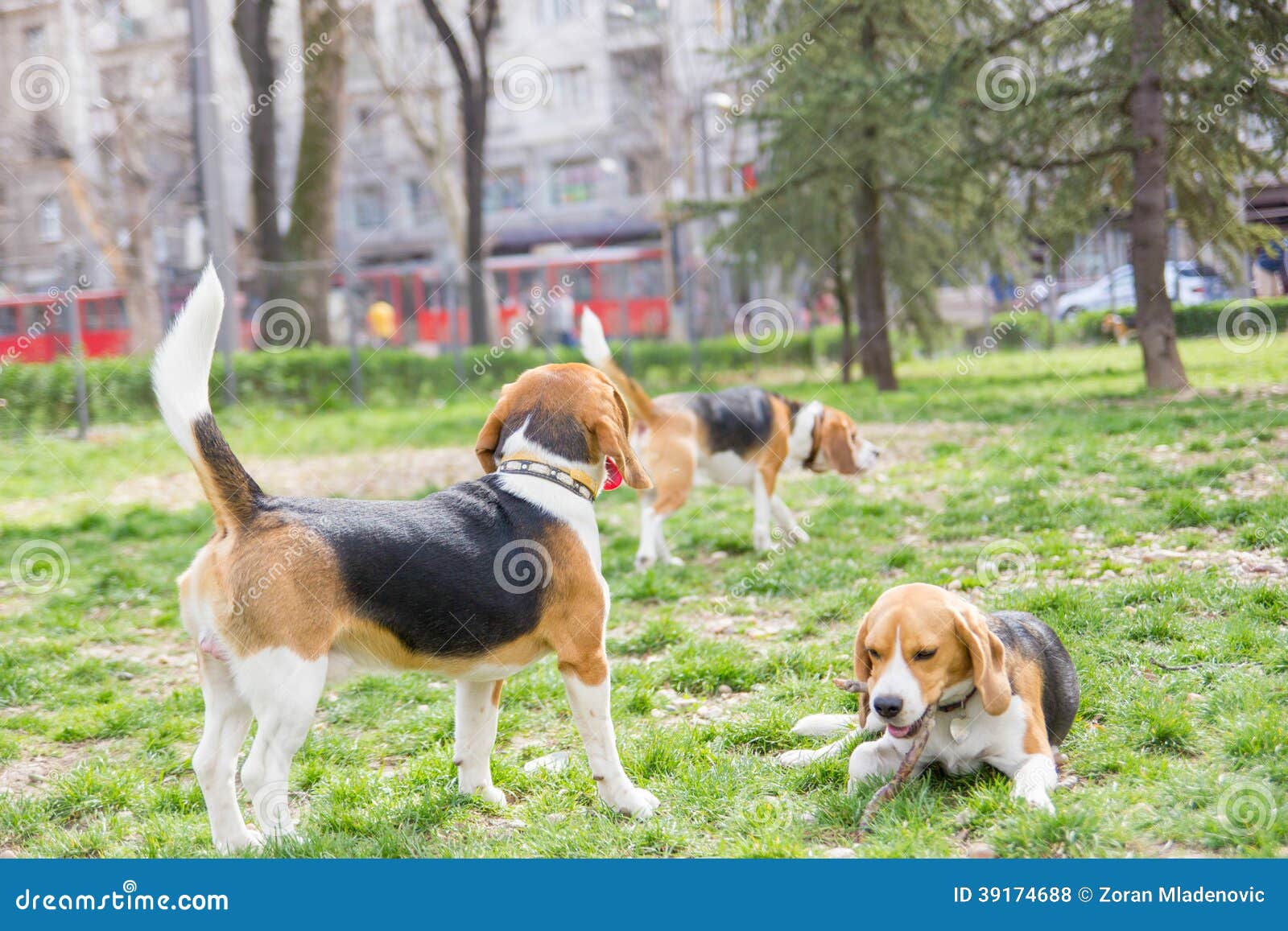 Beagles in park stock photo. Image of paws, freedom, outside - 39174688