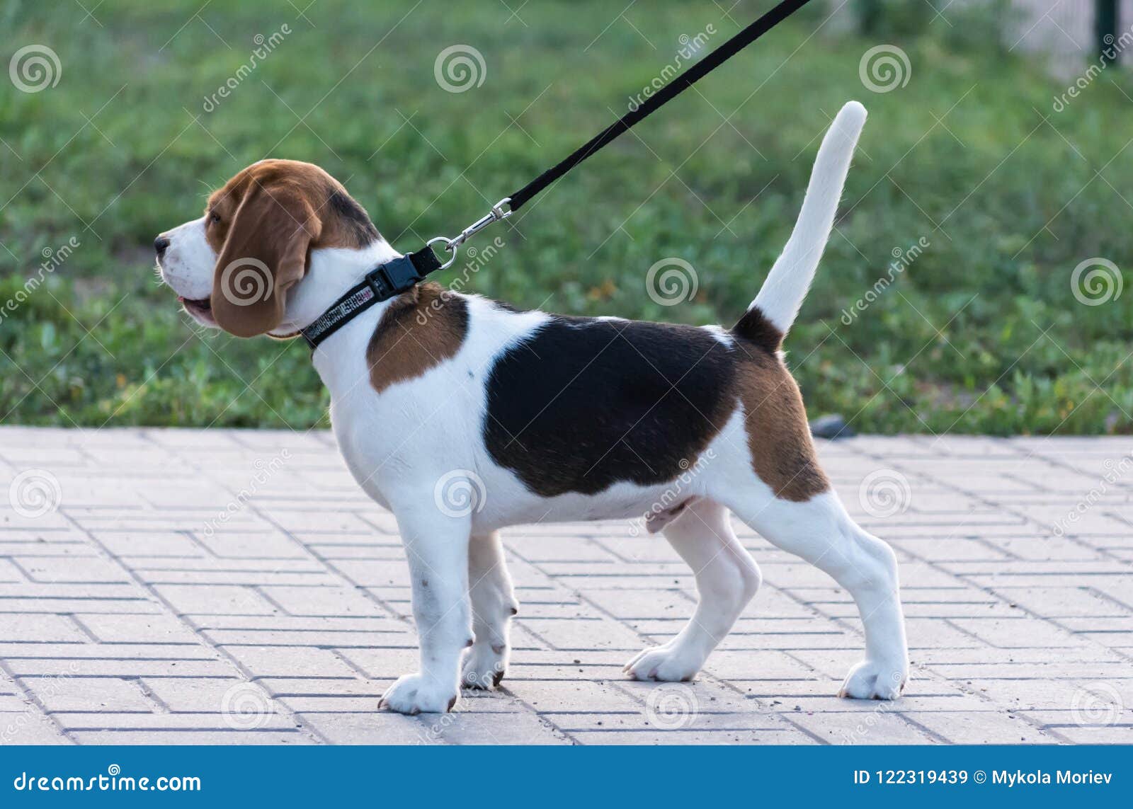 Beagles in the park stock image. Image of nature, cute - 122319439