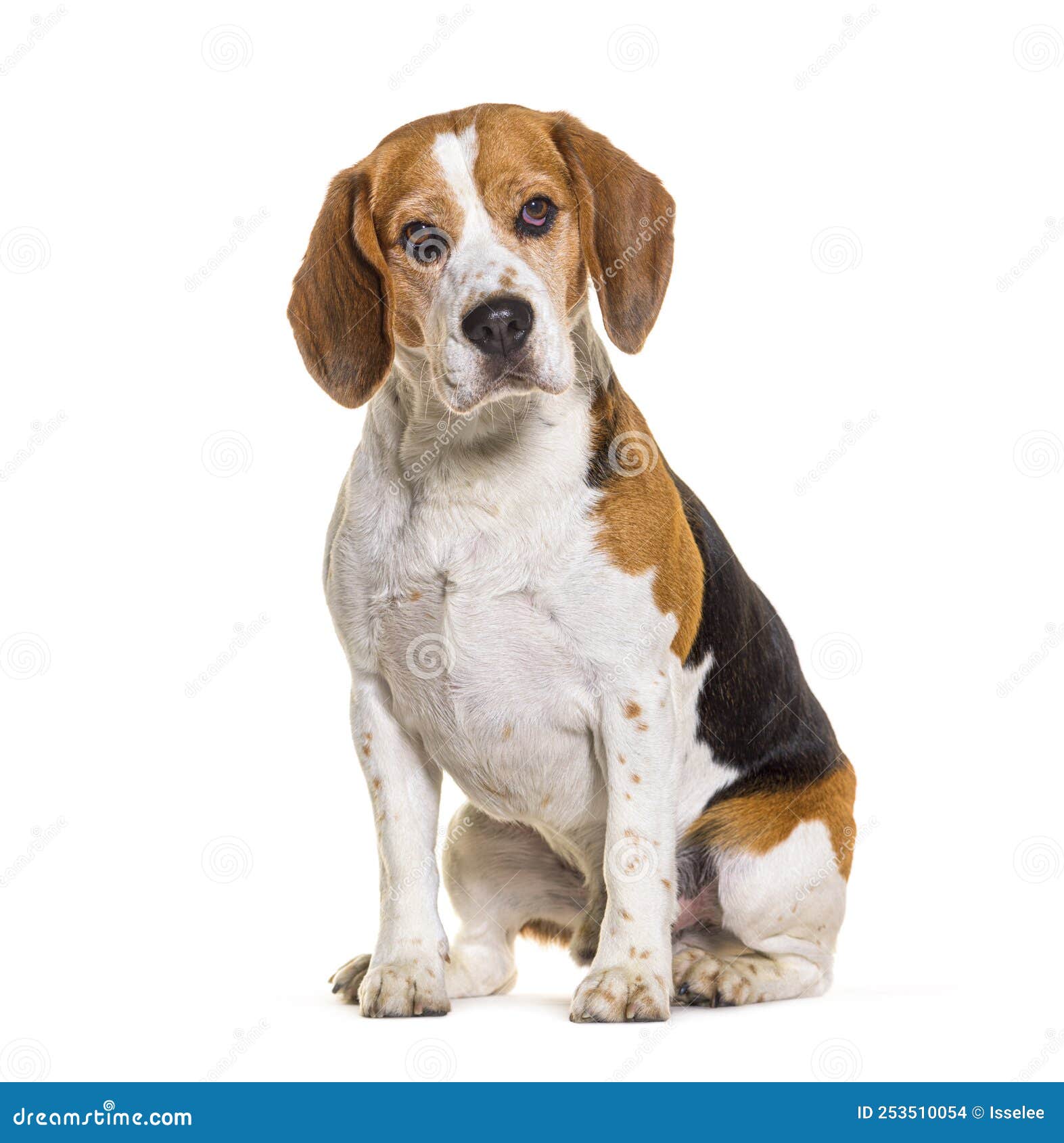 Beagles Sitting and Looking at the Camera, Isolated Stock Photo - Image ...