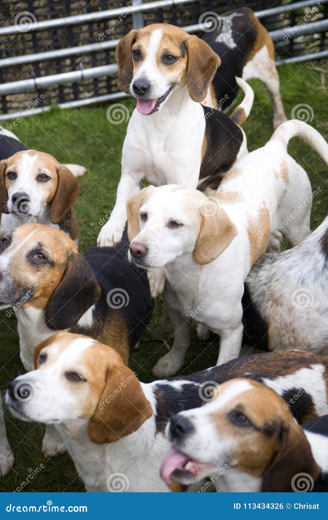 Beagles stock photo. Image of hounds, canine, pedigree - 113434326