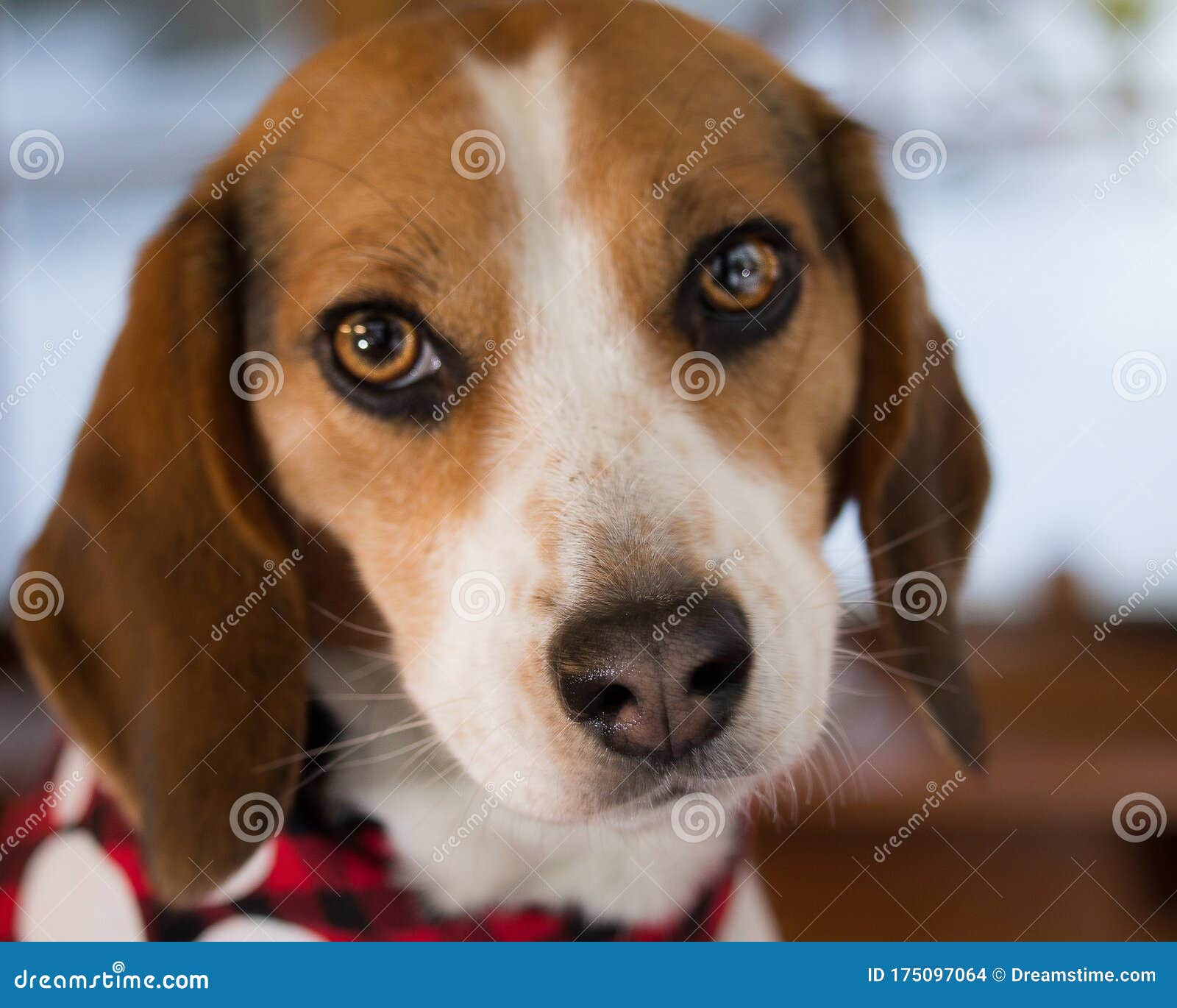 Beagle doing a photoshoot stock photo. Image of calm - 175097064
