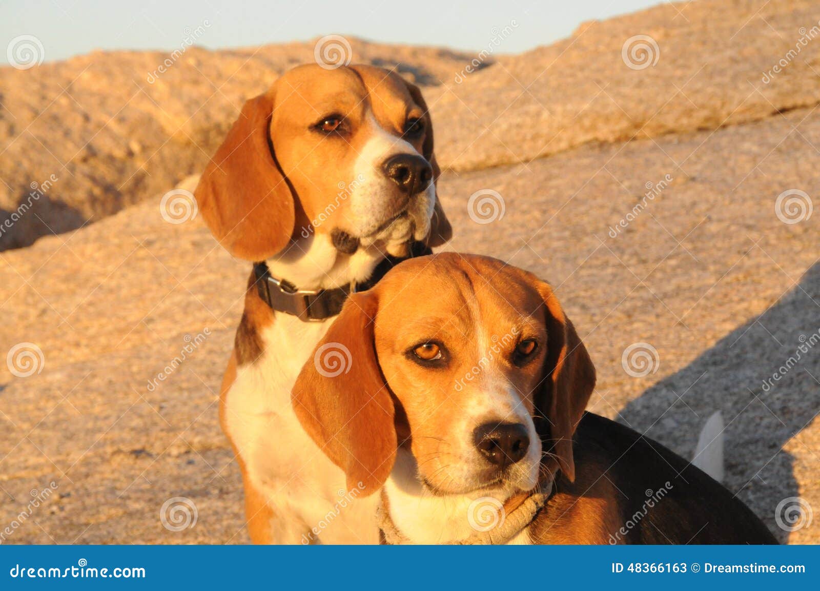 Beagles in the sunset sun stock image. Image of cross - 48366163