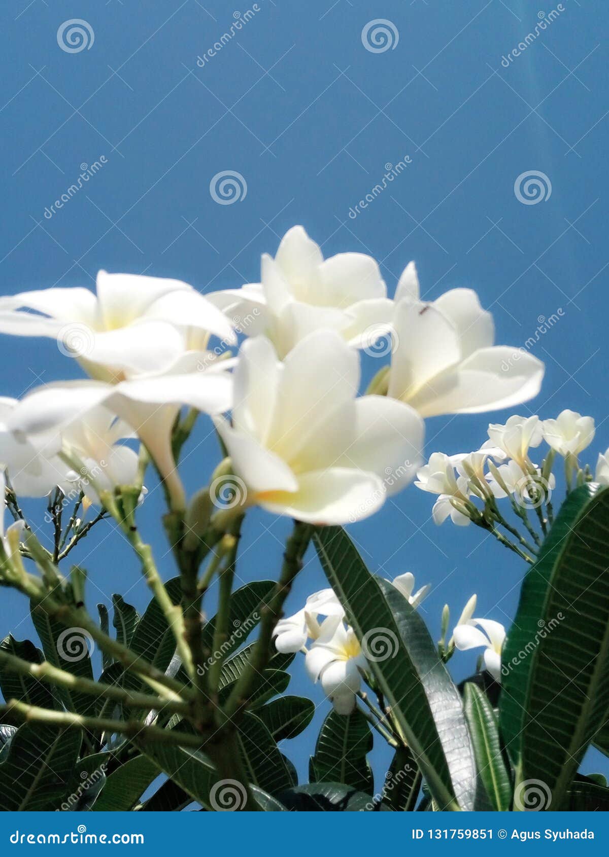 Beaity Blanco De La Flor Tan En El Cielo Imagen de archivo - Imagen de ...