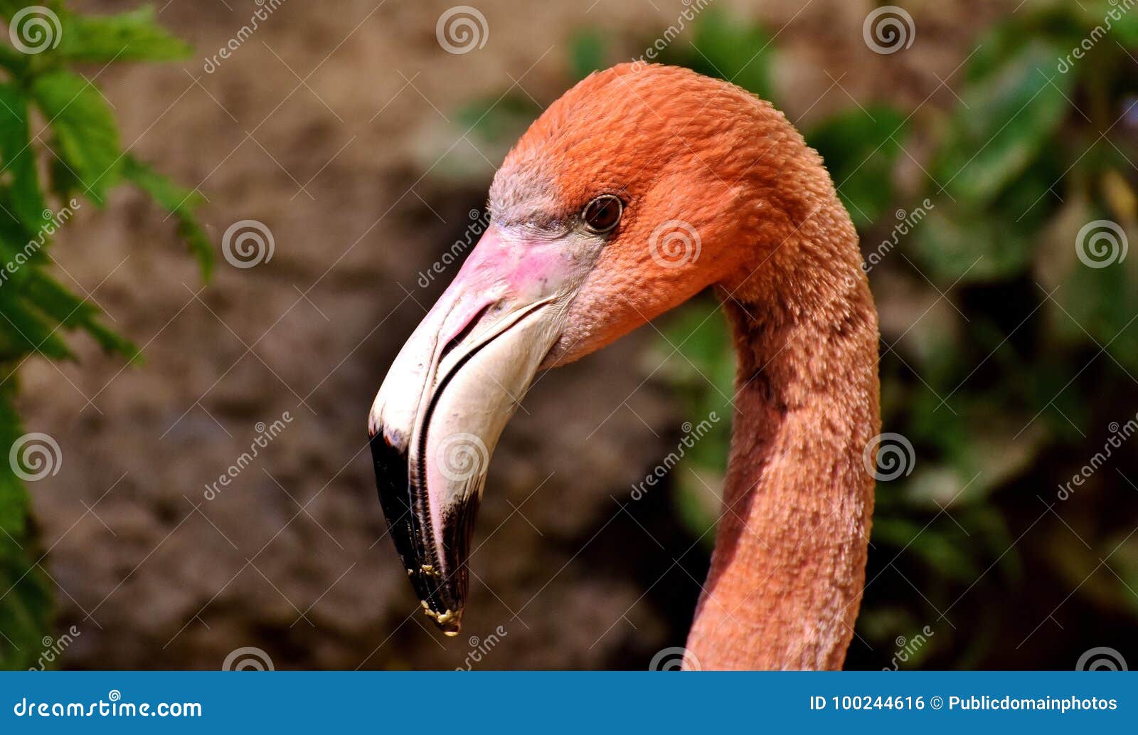 Beak, Bird, Fauna, Close Up Picture. Image: 100244616