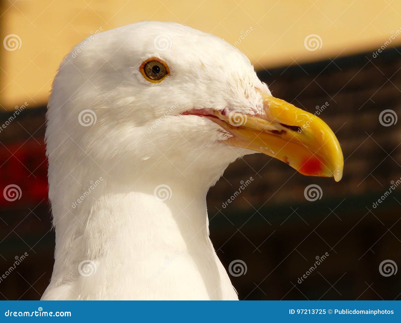 Beak, Bird, Fauna, Close Up Picture. Image: 97213725
