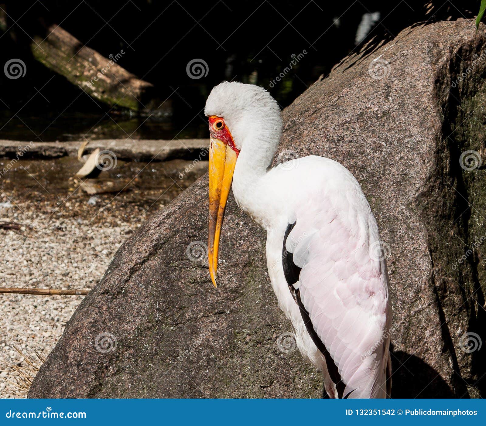 Beak, Bird, Fauna, Water Bird Picture. Image: 132351542