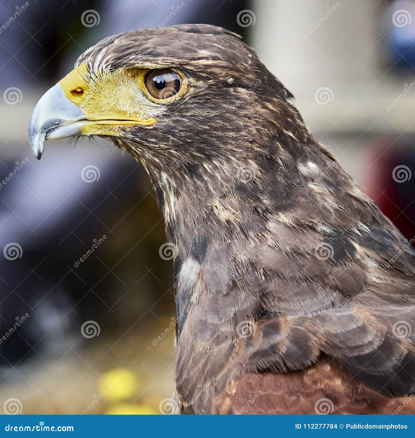 Beak, Bird, Hawk, Fauna Picture. Image: 112277784