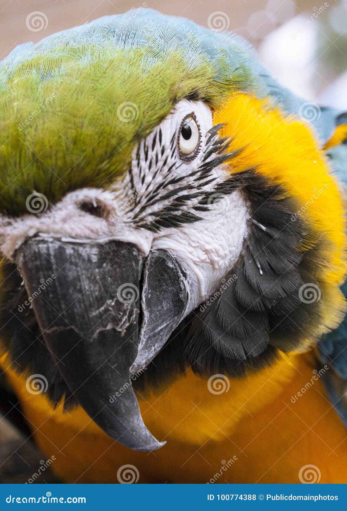 Beak, Bird, Macaw, Parrot Picture. Image: 100774388