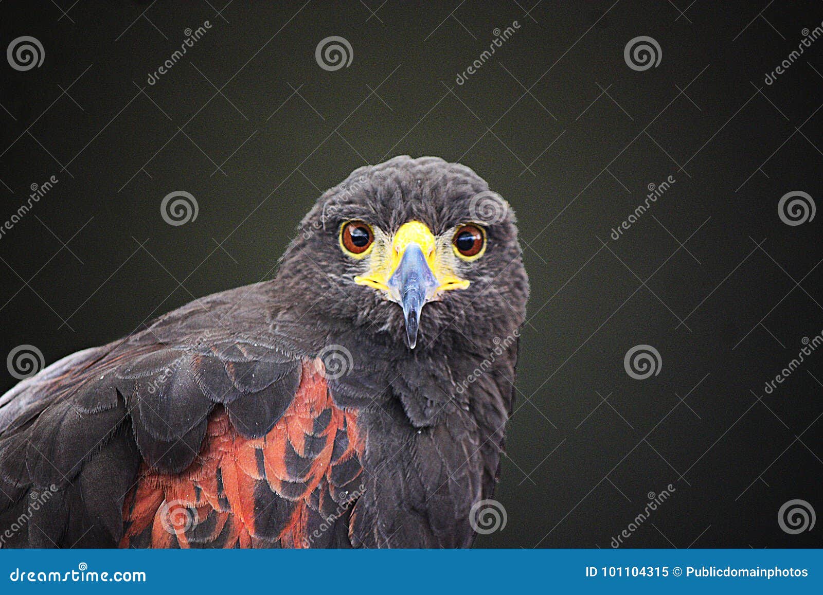 Beak, Bird, Bird Of Prey, Fauna Picture. Image: 101104315