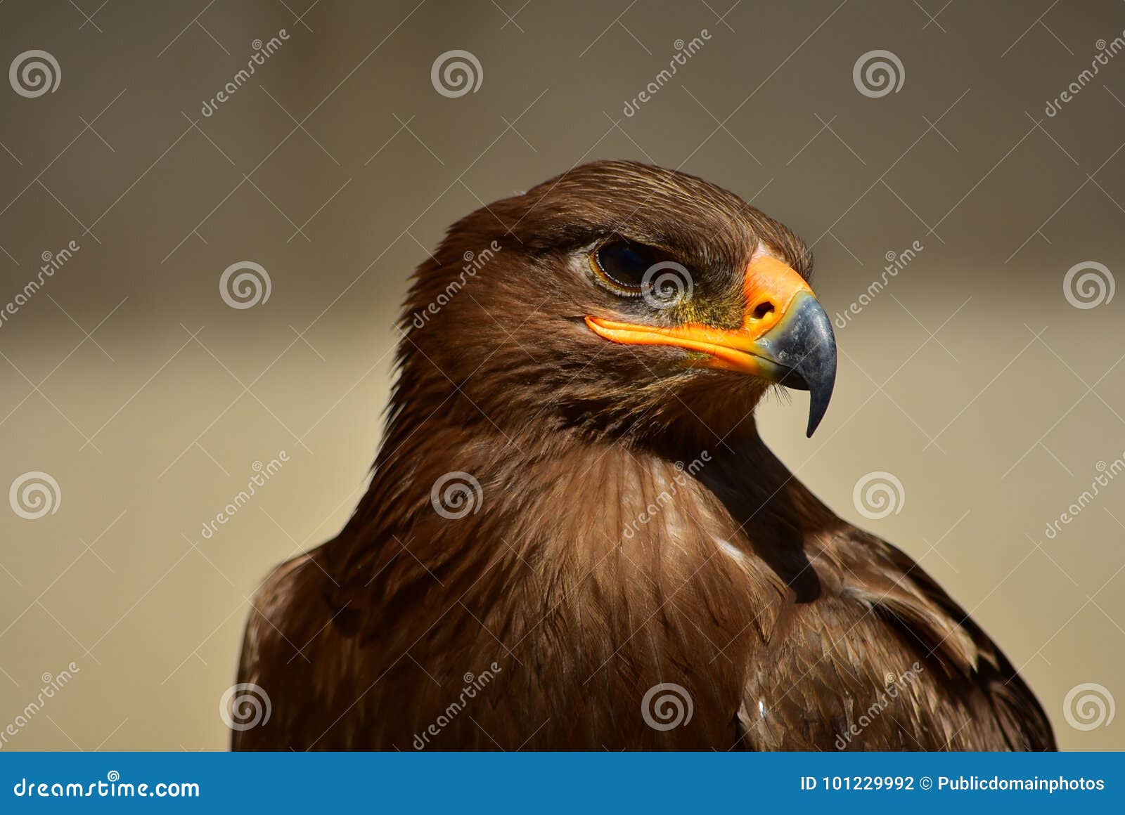 Beak, Bird, Bird Of Prey, Fauna Picture. Image: 101229992