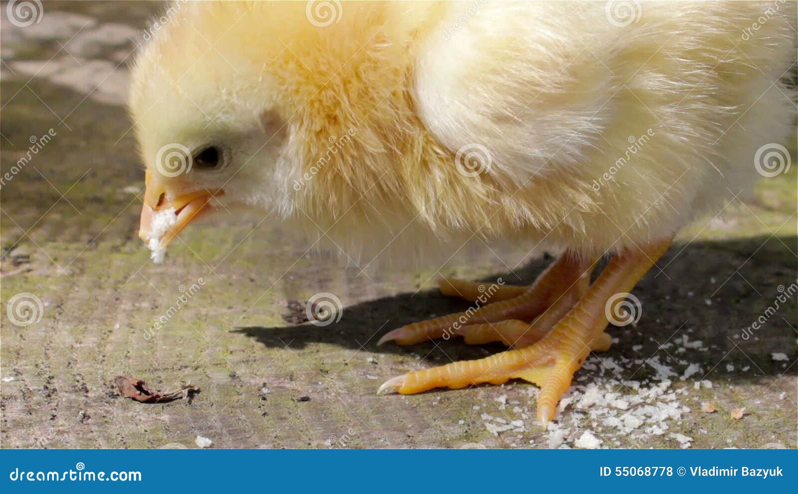 Beak chicken eating stock footage. Video of hungry, small - 55068778