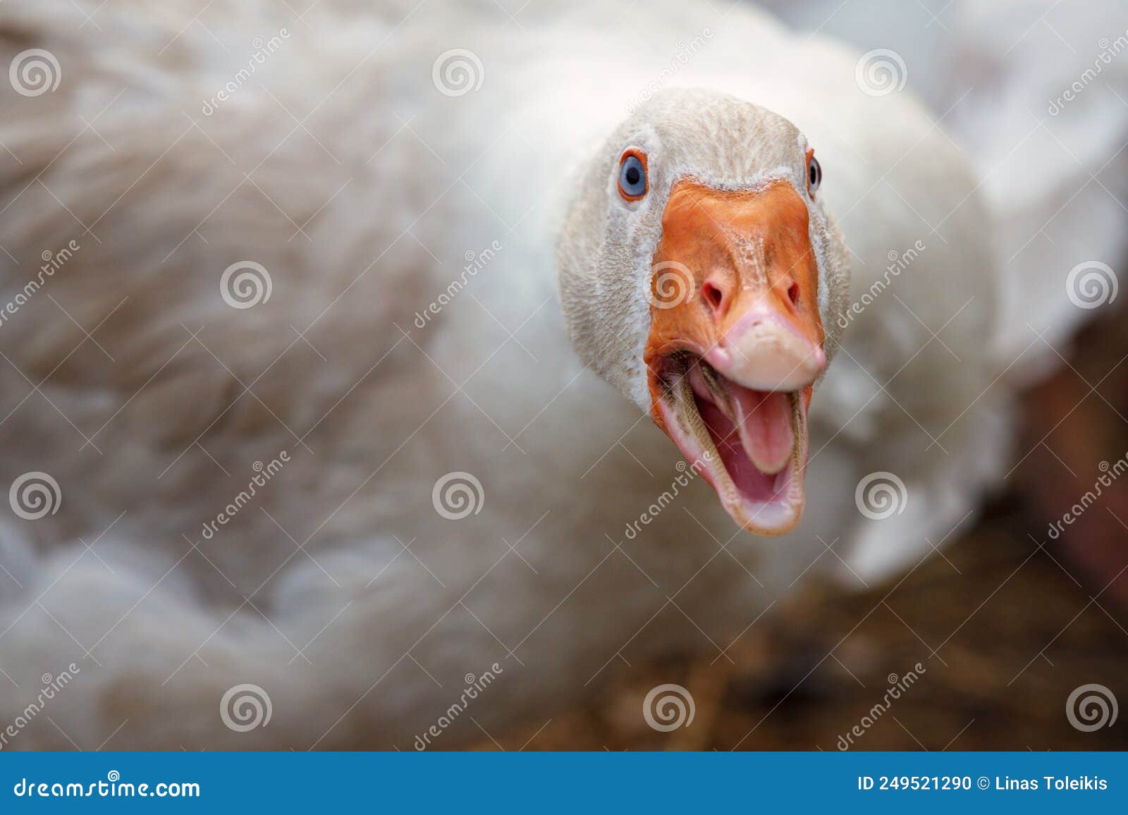 Angry White Goose
