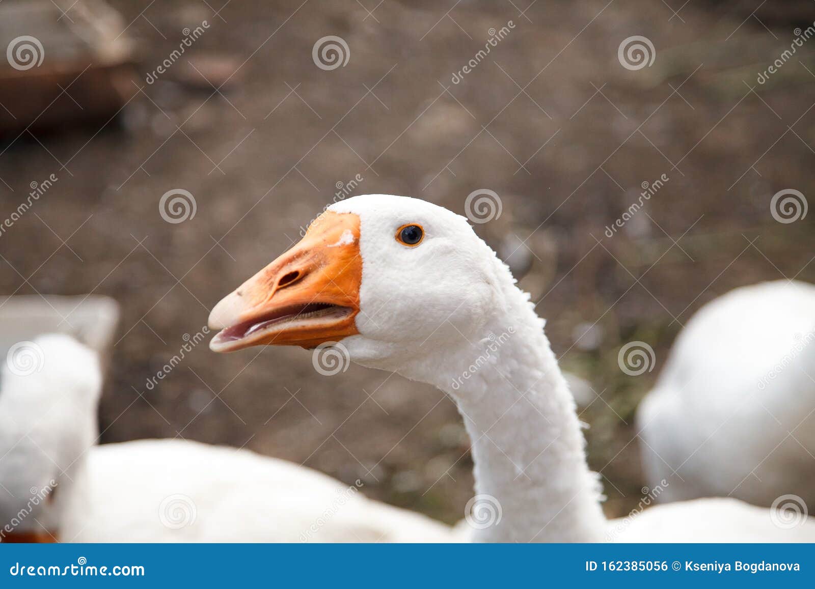 Beak and Face of White Goose Stock Photo - Image of goose, farm: 162385056