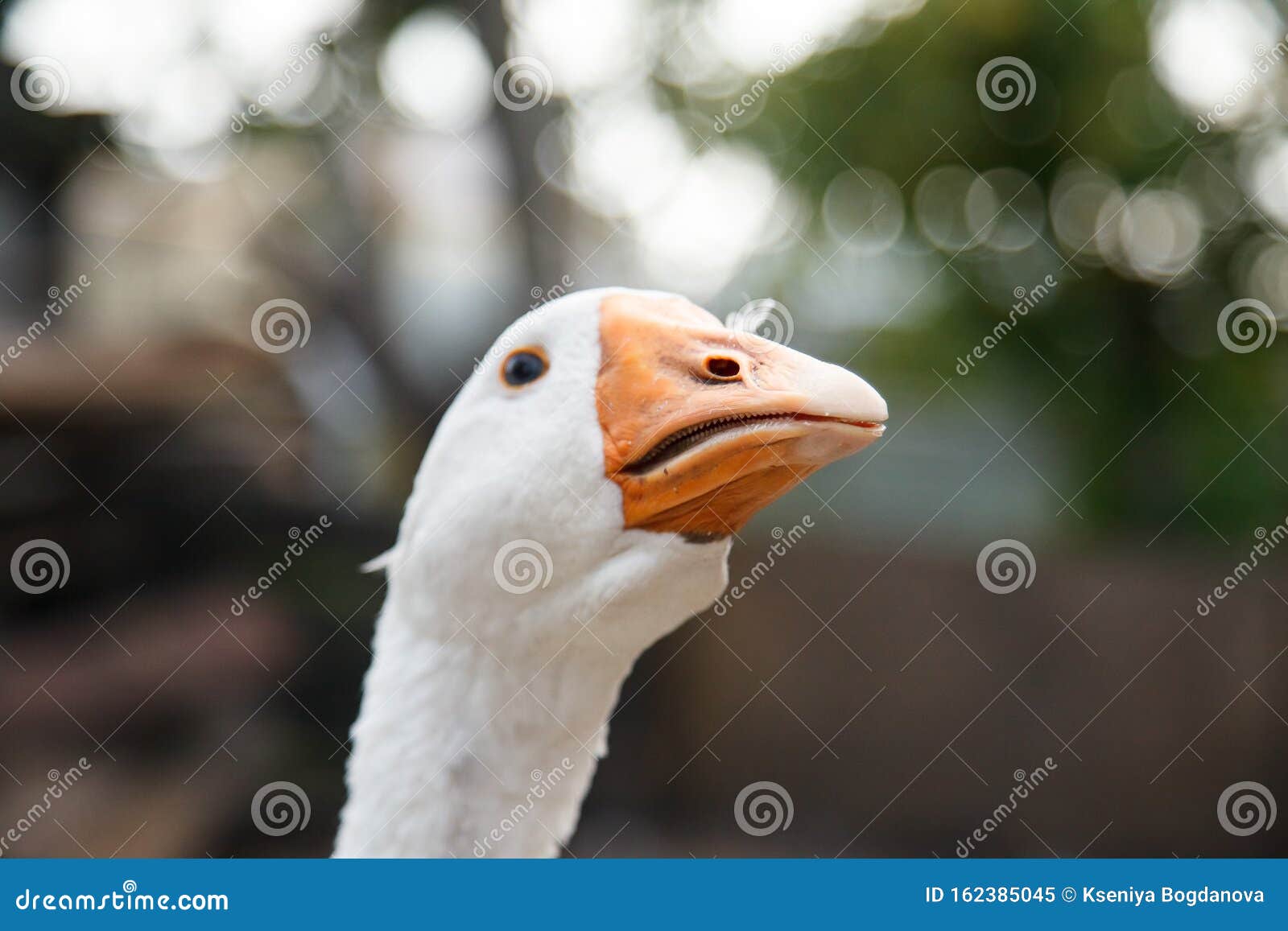 Beak and Face of White Goose Stock Image - Image of crane, gooses ...