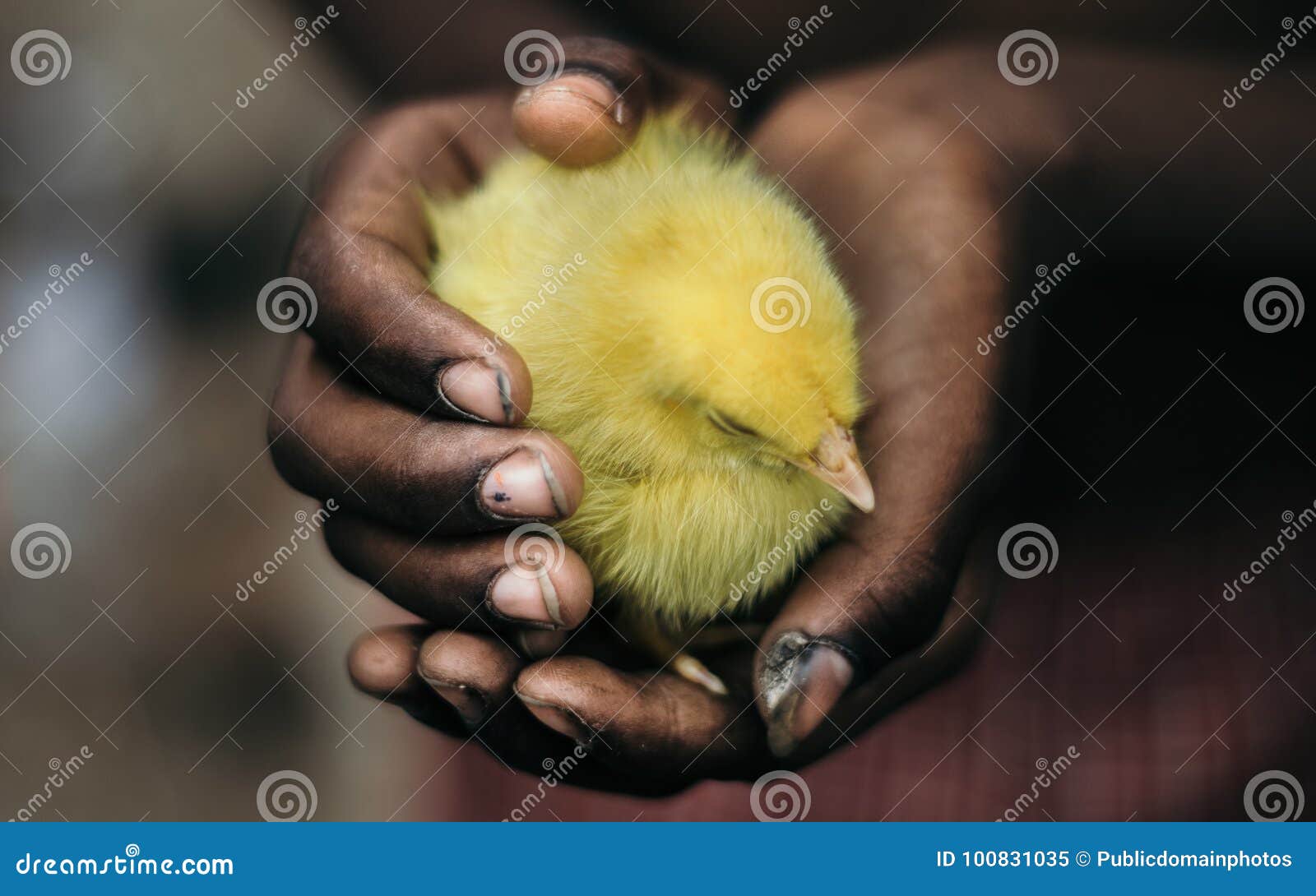 Beak, Fauna, Bird, Hand Picture. Image: 100831035