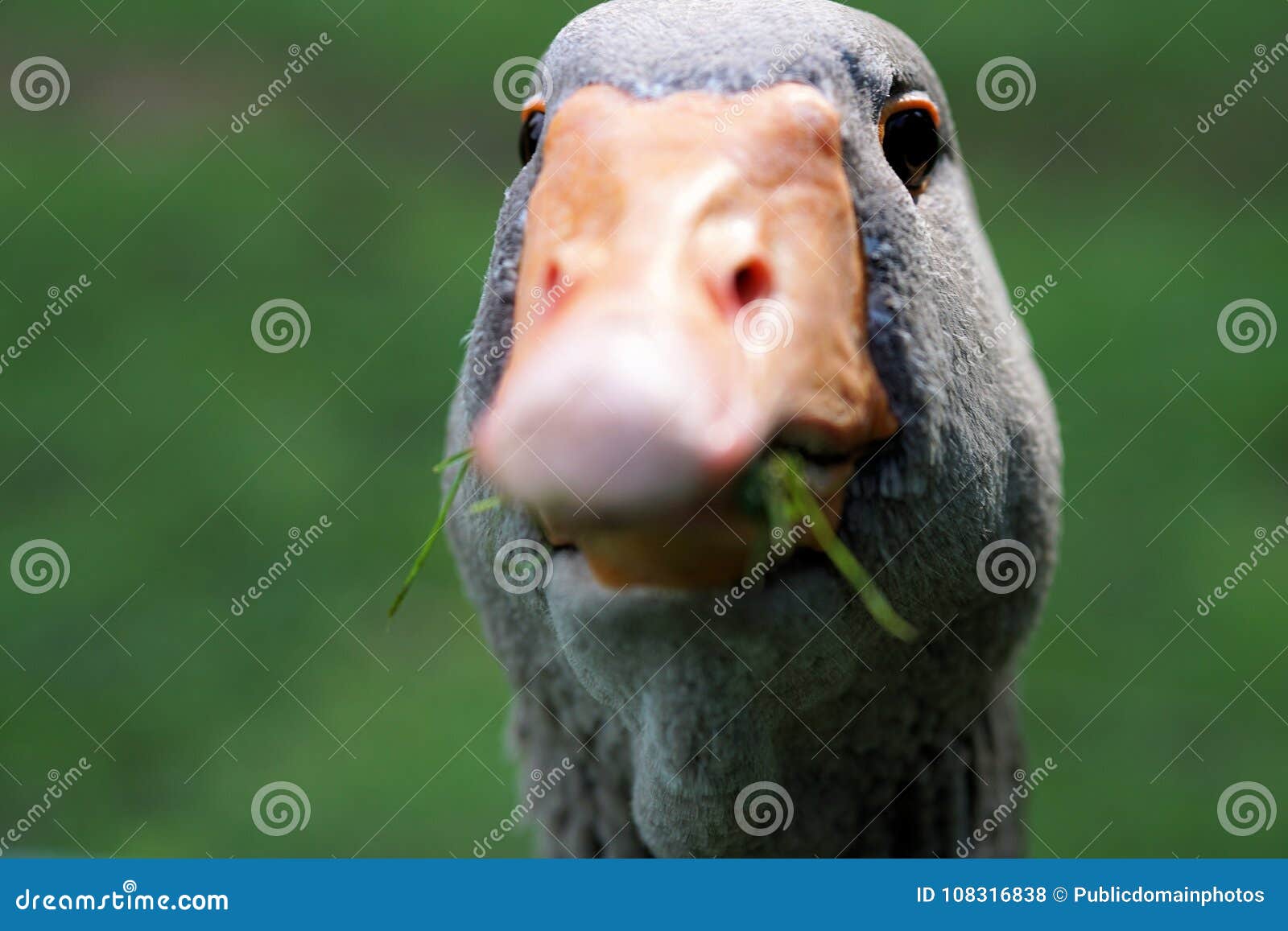 Beak, Fauna, Nose, Bird Picture. Image: 108316838