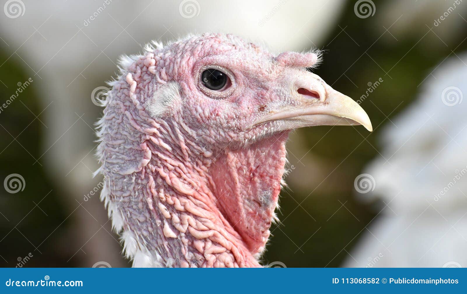 Beak, Galliformes, Bird, Domesticated Turkey Picture. Image: 113068582