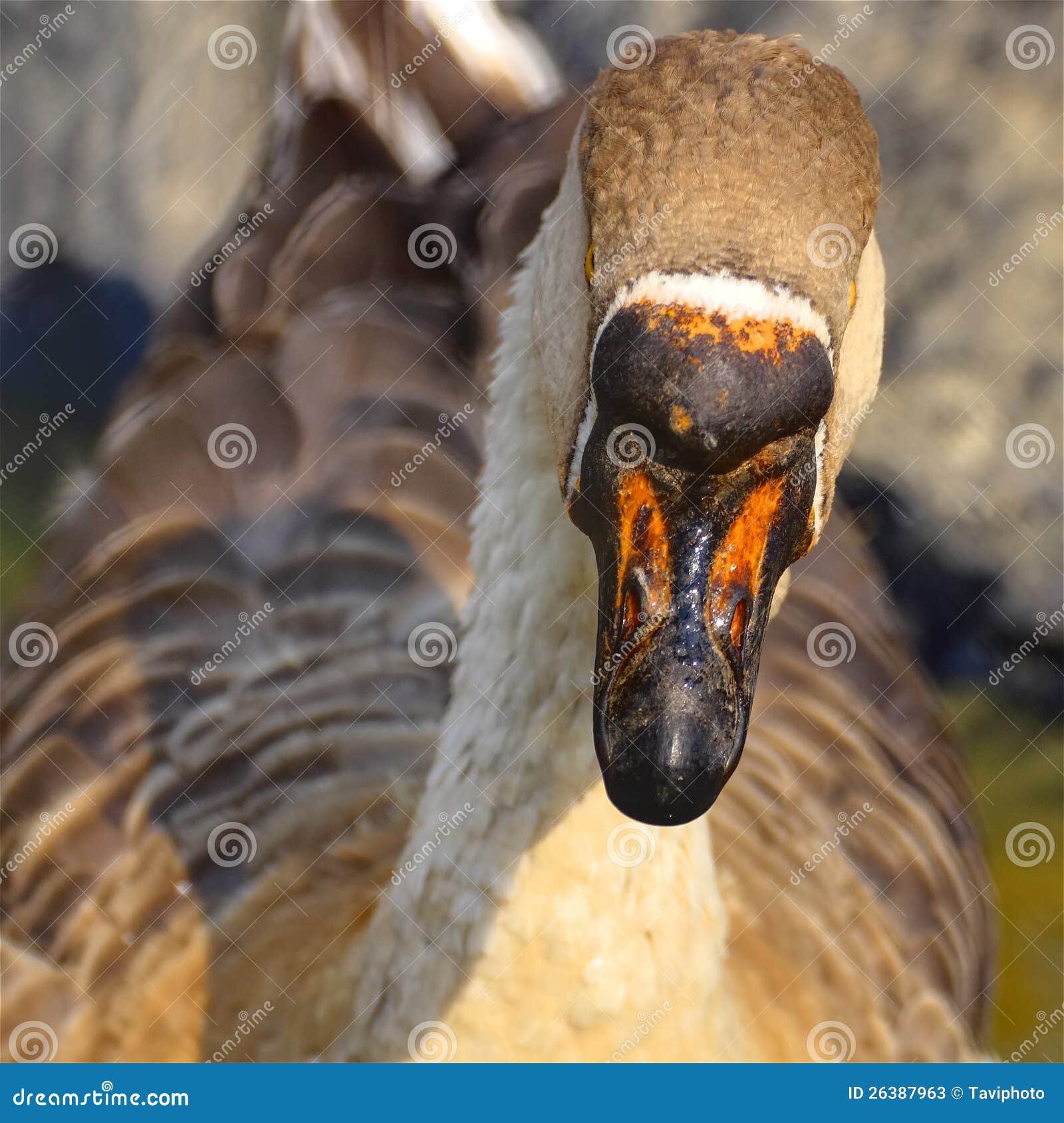 Beak of a great gander stock image. Image of webbed, feathers - 26387963