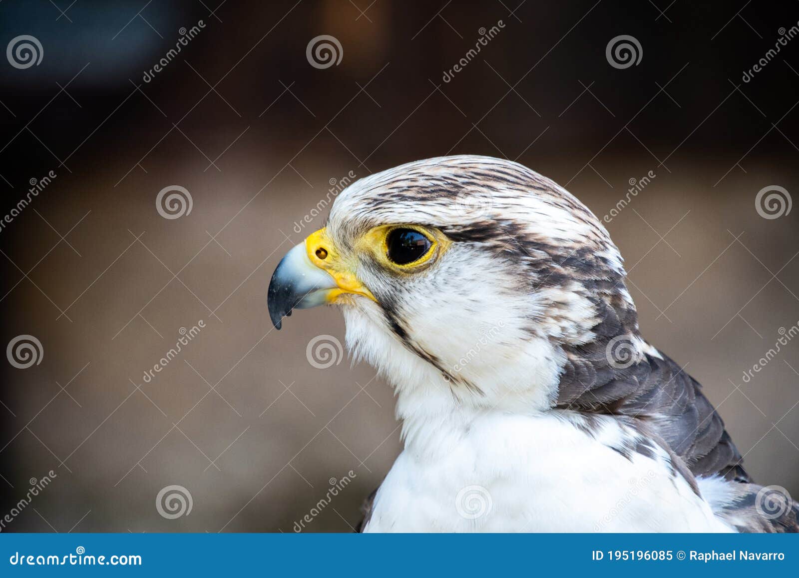 Beak and Head of a Gerfalcon Stock Image - Image of greenhouses, plane ...