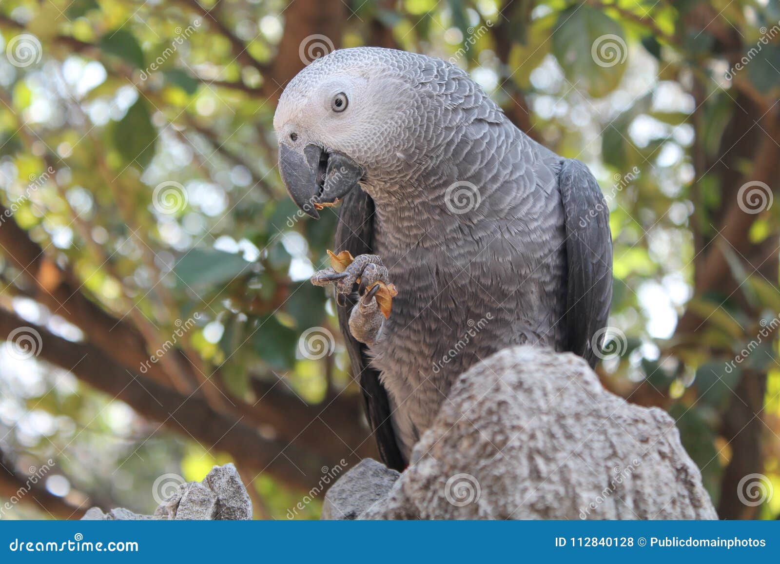 Beak, Parrot, Fauna, Bird Picture. Image: 112840128