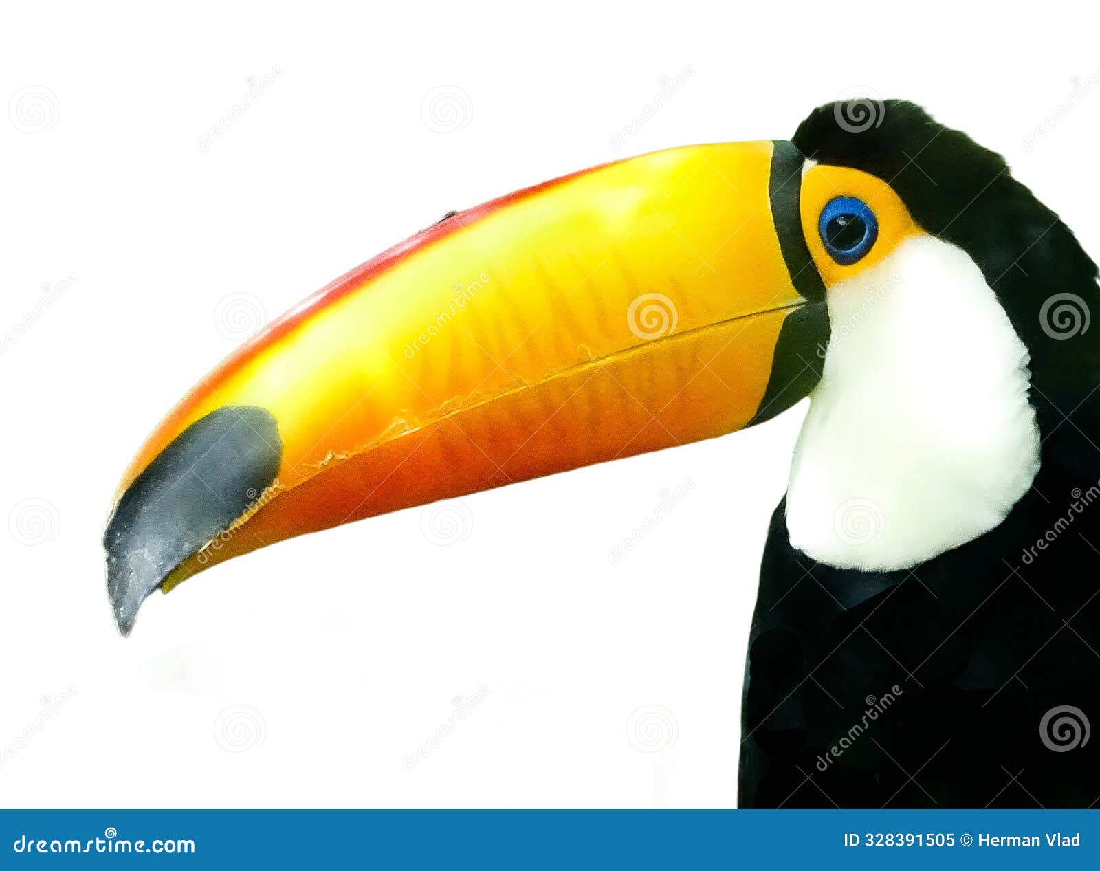 The Beak of a Toco Toucan Isolated on White Stock Image - Image of toco ...