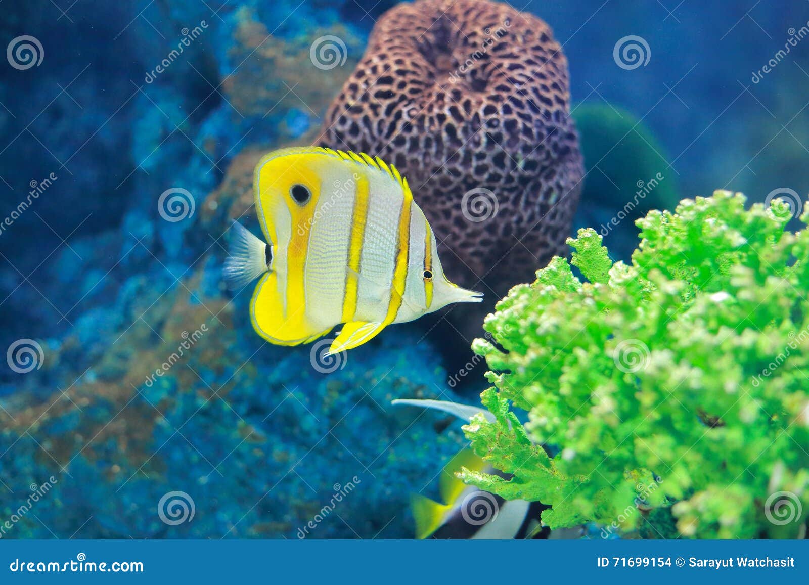 Beaked coral fish stock photo. Image of ocean, aquarium - 71699154
