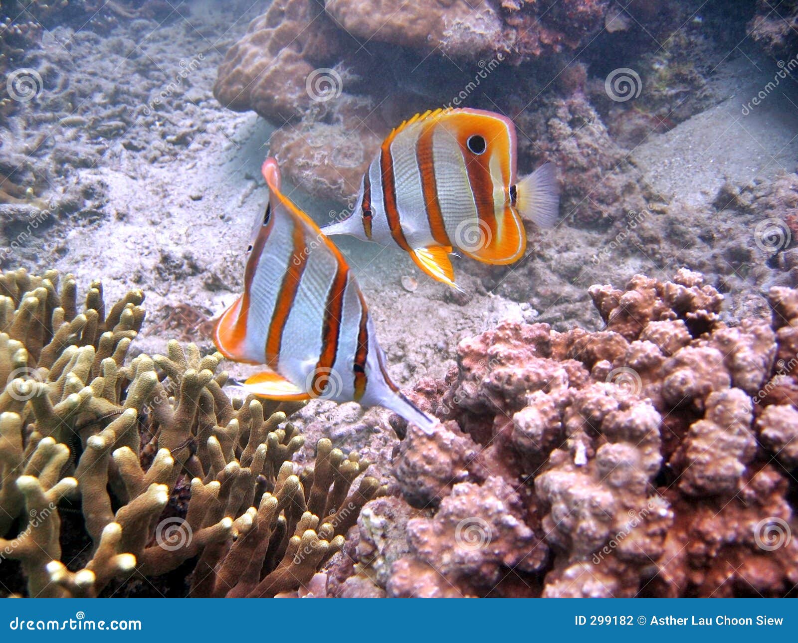 Beaked Coralfish stock photo. Image of ocean, butterflyfish - 299182