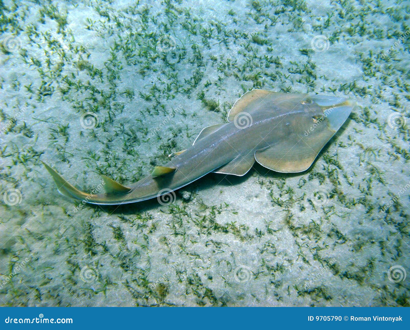 Beaked guitarfish stock photo. Image of bottom, exotic - 9705790