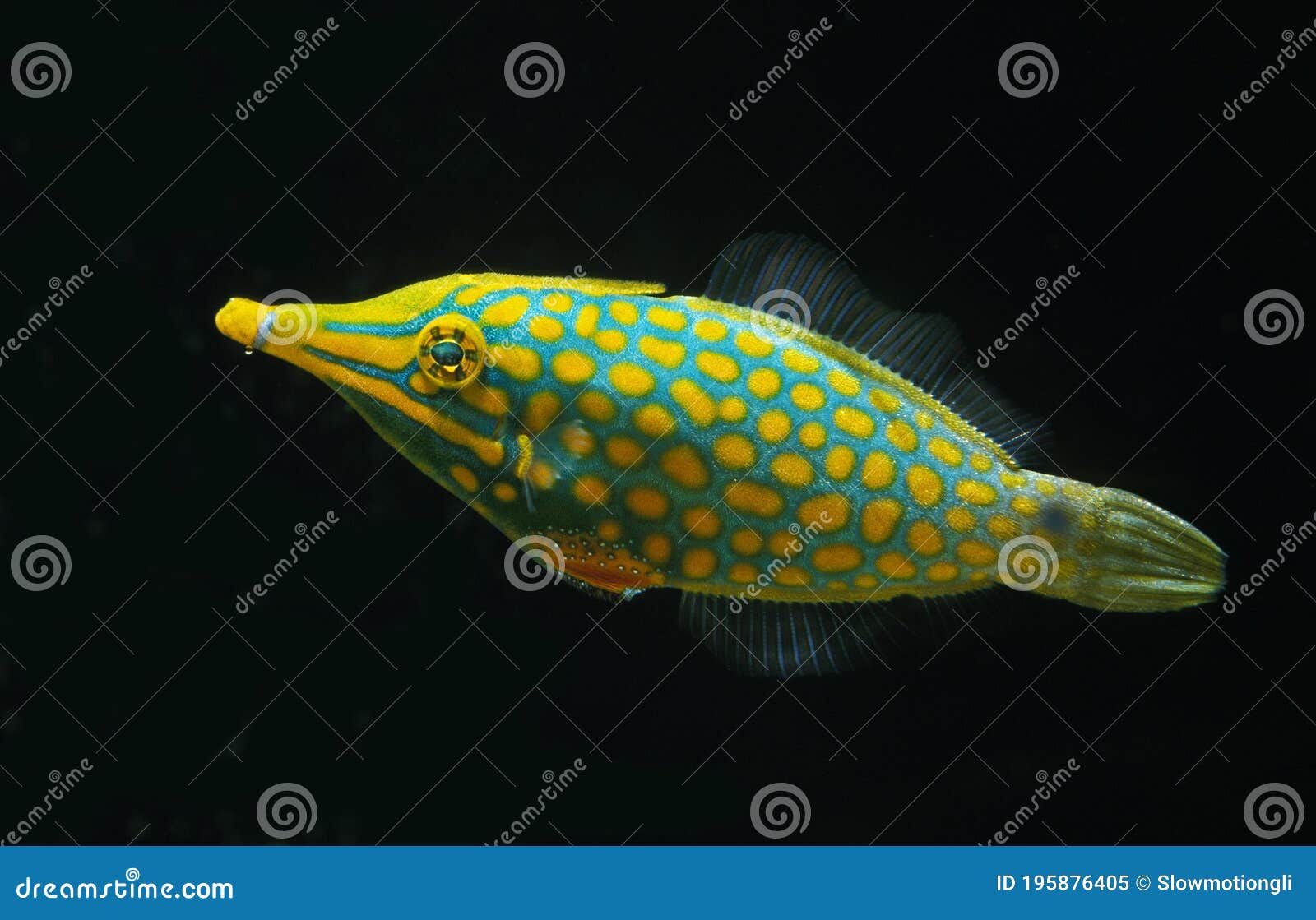 Beaked Leatherjacket or Harlequin Filefish, Oxymonacanthus Longirostris ...