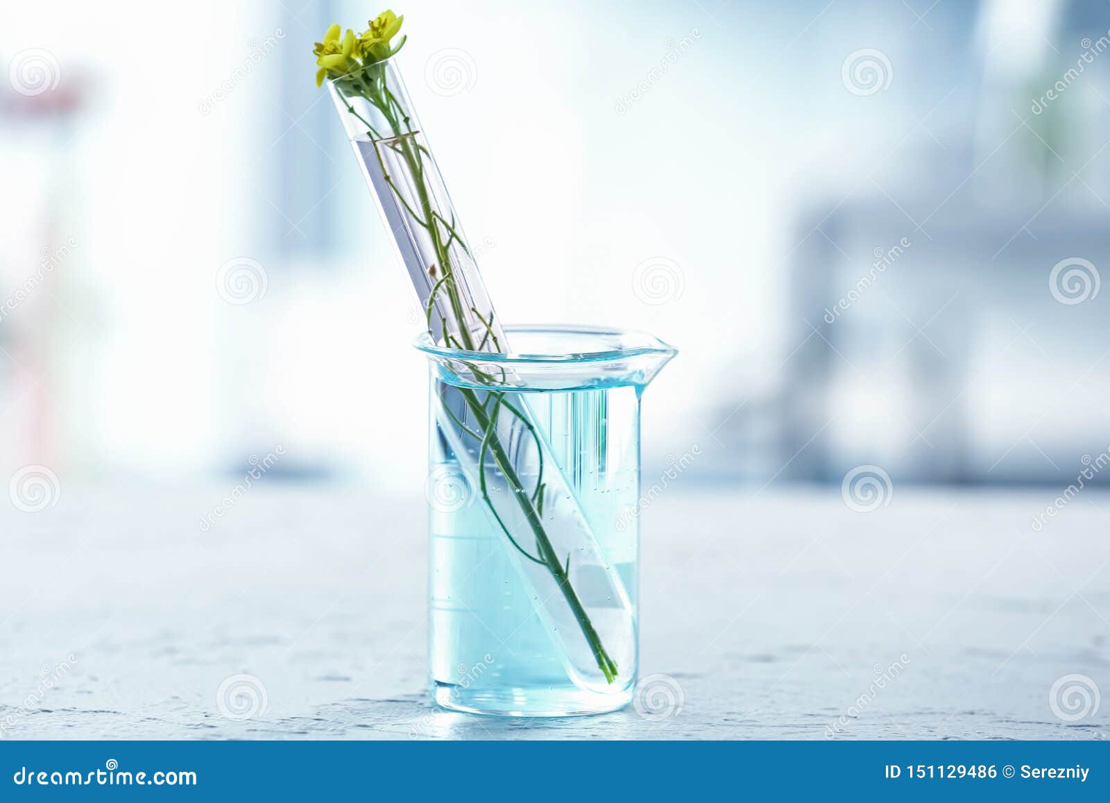 Beaker With Flower In Test Tube On Table In Laboratory Royalty-Free ...