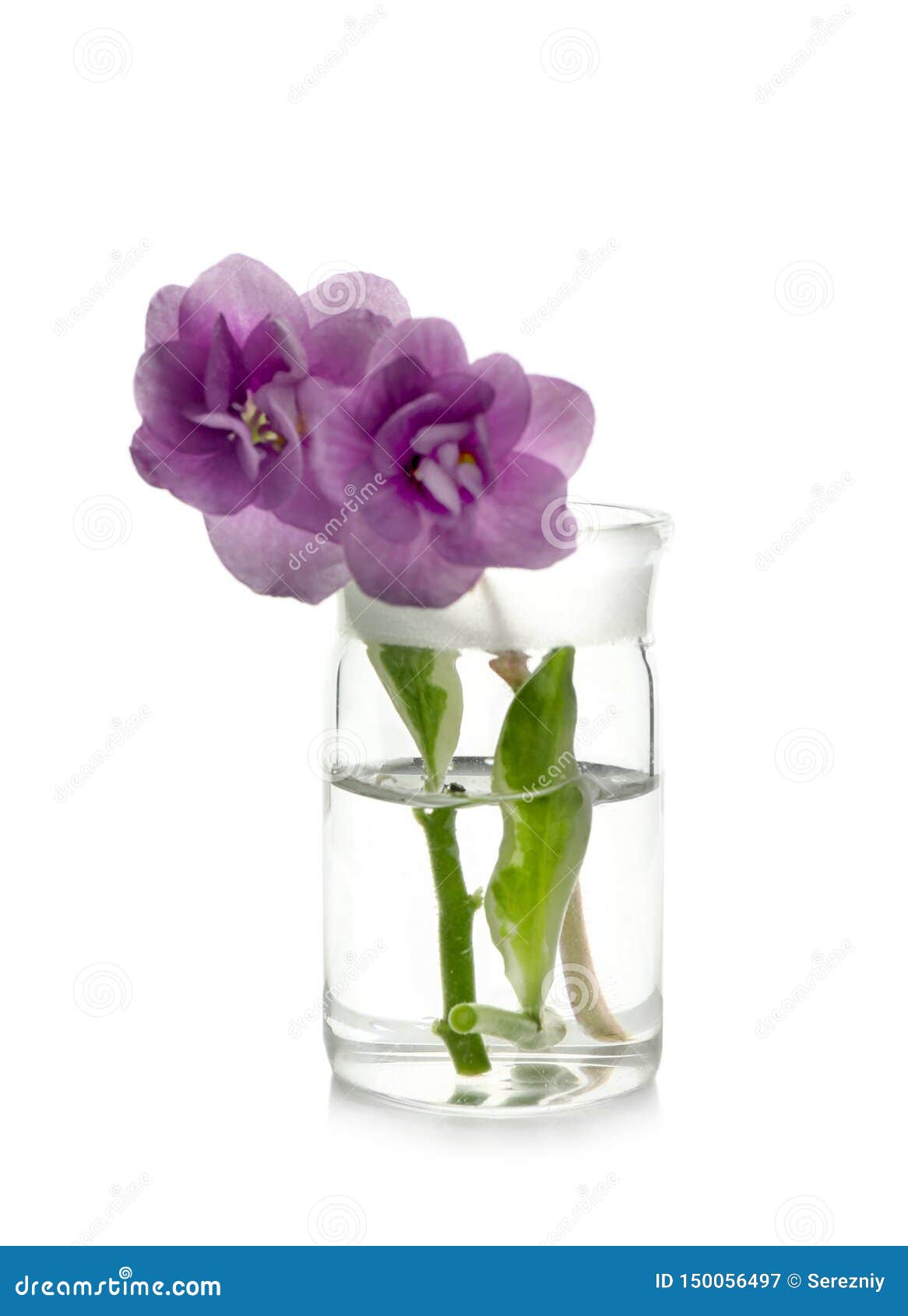 Beaker with Flowers, Isolated on White Stock Image - Image of ...