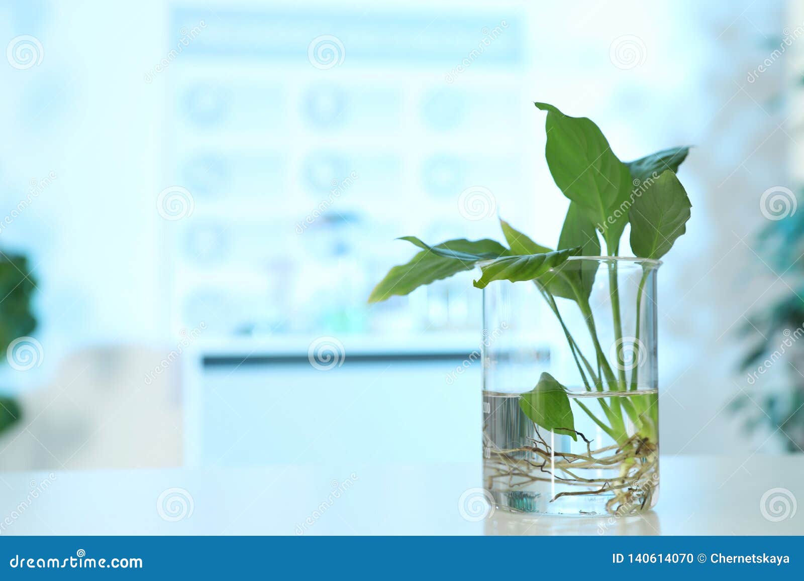 Beaker with Plant on Table in Laboratory, Space for Text. Stock Photo ...