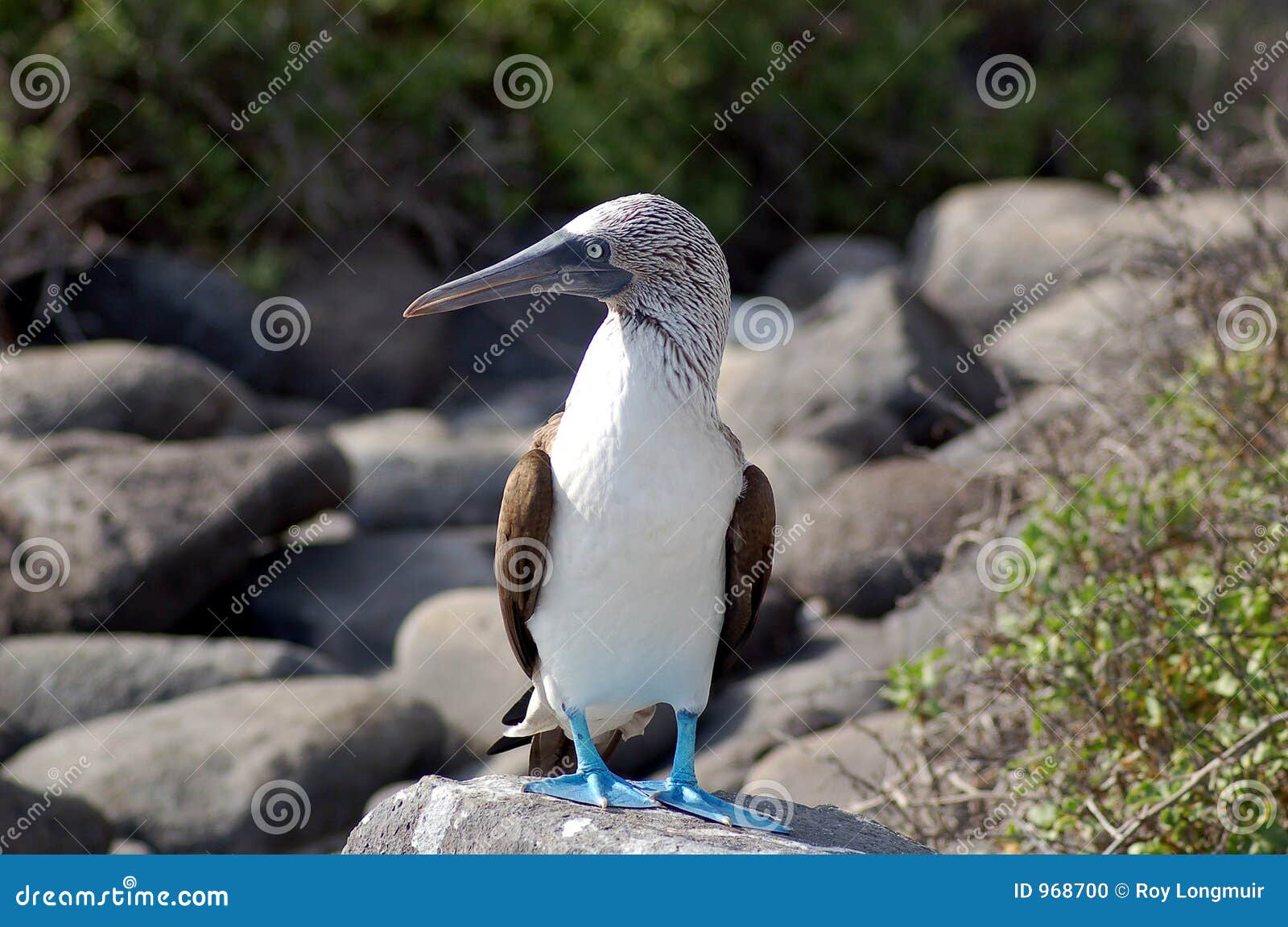 Beaky stock photo. Image of galapagos, birds, islands, beady - 968700