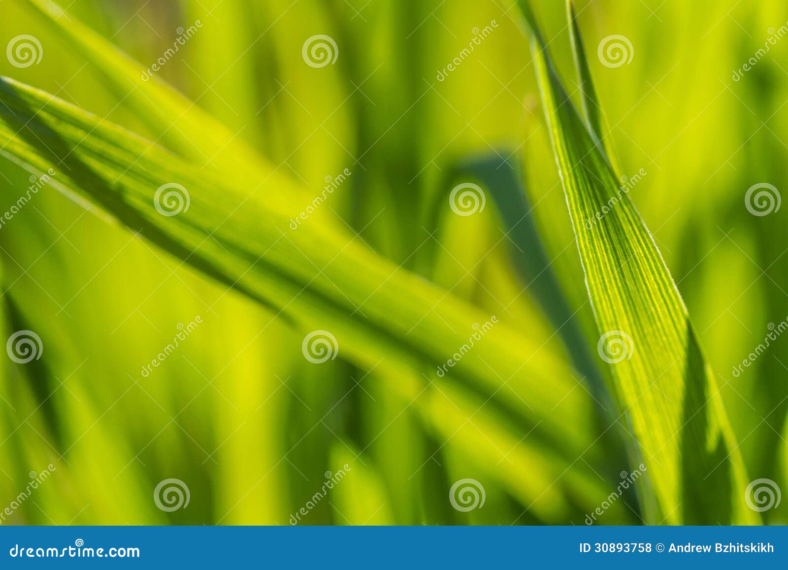 A Beam of Green Grass Up Close Stock Photo - Image of morning, detail ...