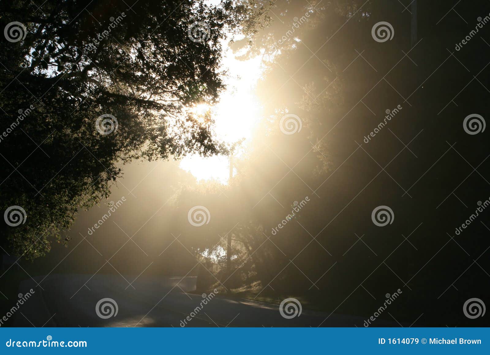 Beam of Light stock image. Image of hand, trees, tree - 1614079