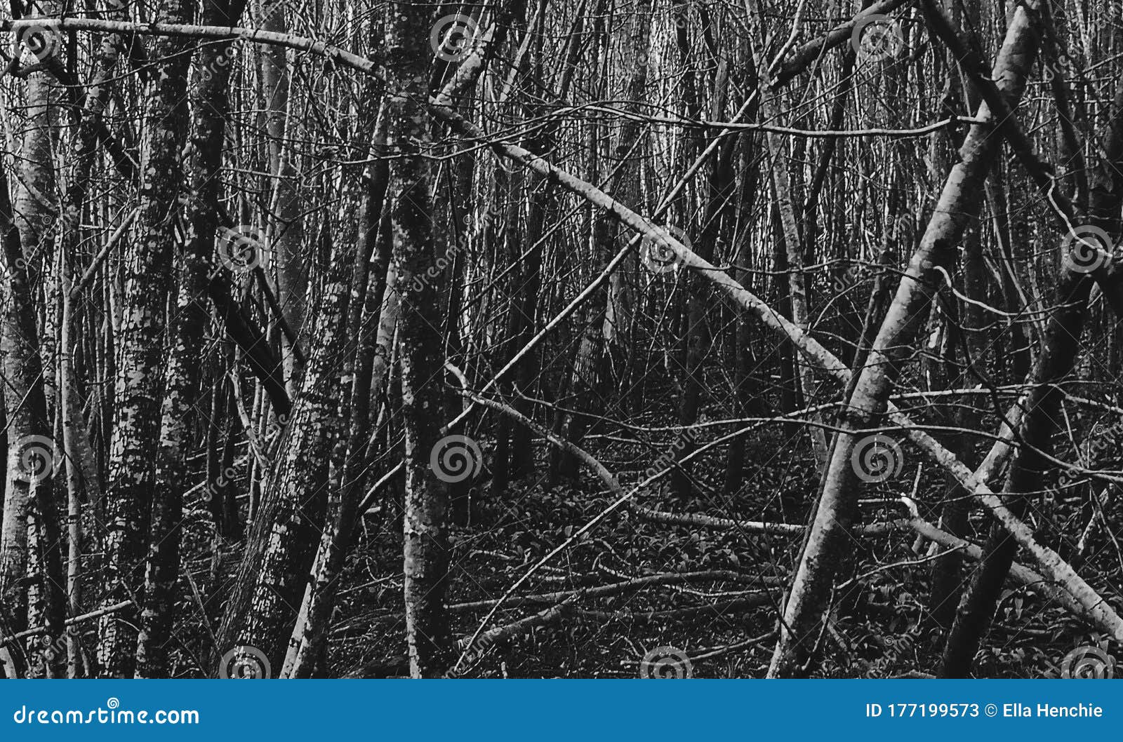 Beam of tree stock image. Image of tree, woodland, woods - 177199573