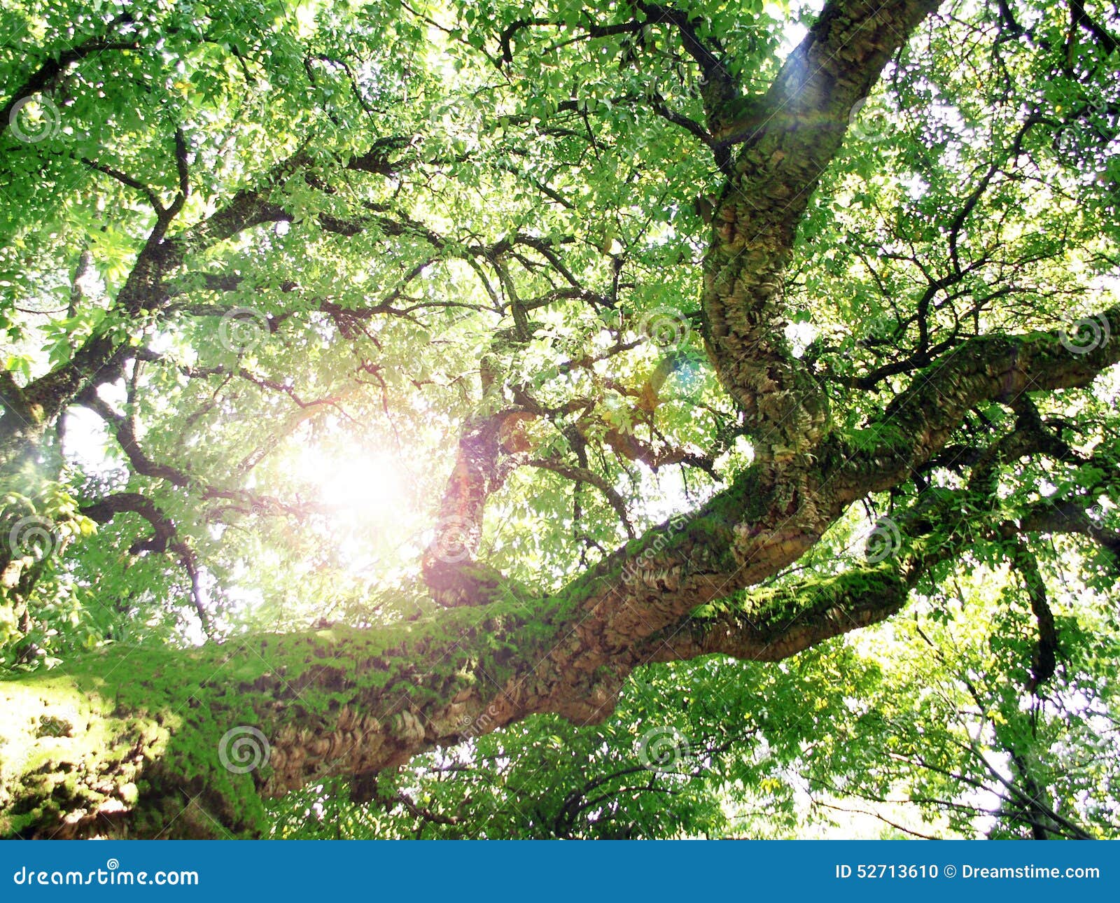 Beam through the tree stock photo. Image of sunlight - 52713610