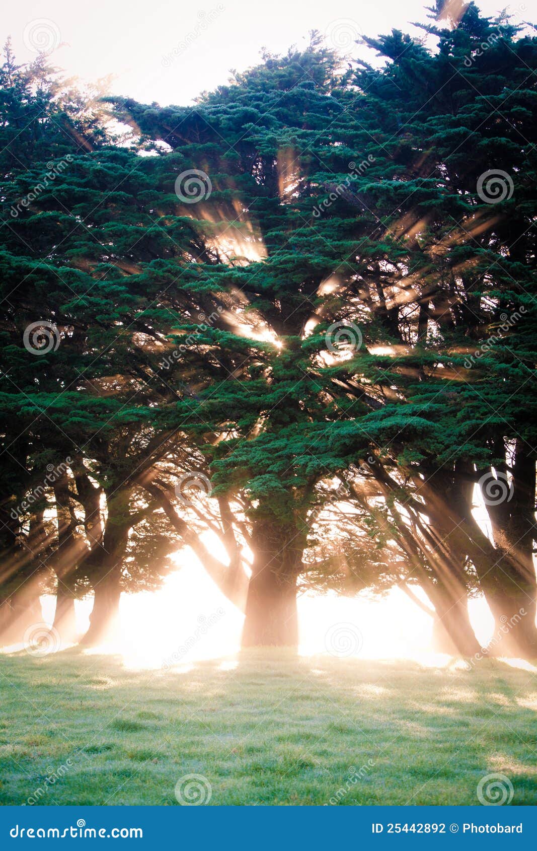 Beaming tree stock photo. Image of green, cool, yellow - 25442892