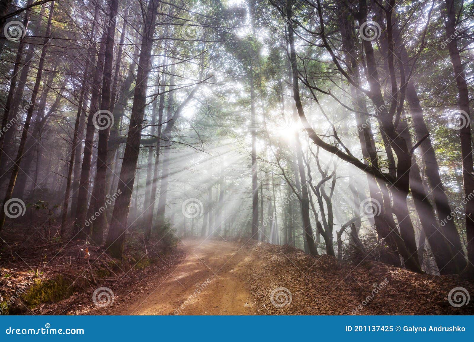 Beams in forest stock image. Image of spring, outdoor - 201137425