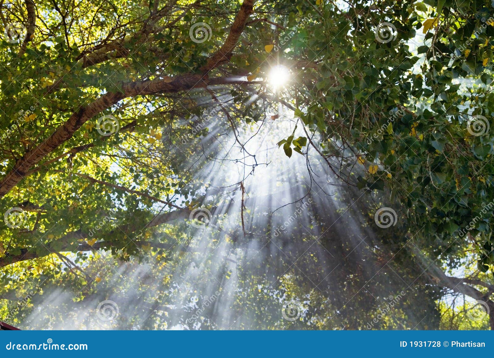Beams of Light stock photo. Image of shine, dawn, sunlight - 1931728