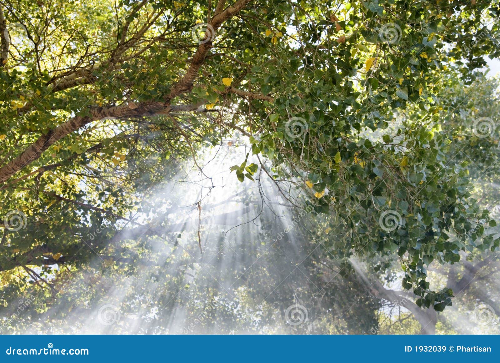 Beams of Light stock image. Image of sunbeam, nature, illuminated - 1932039