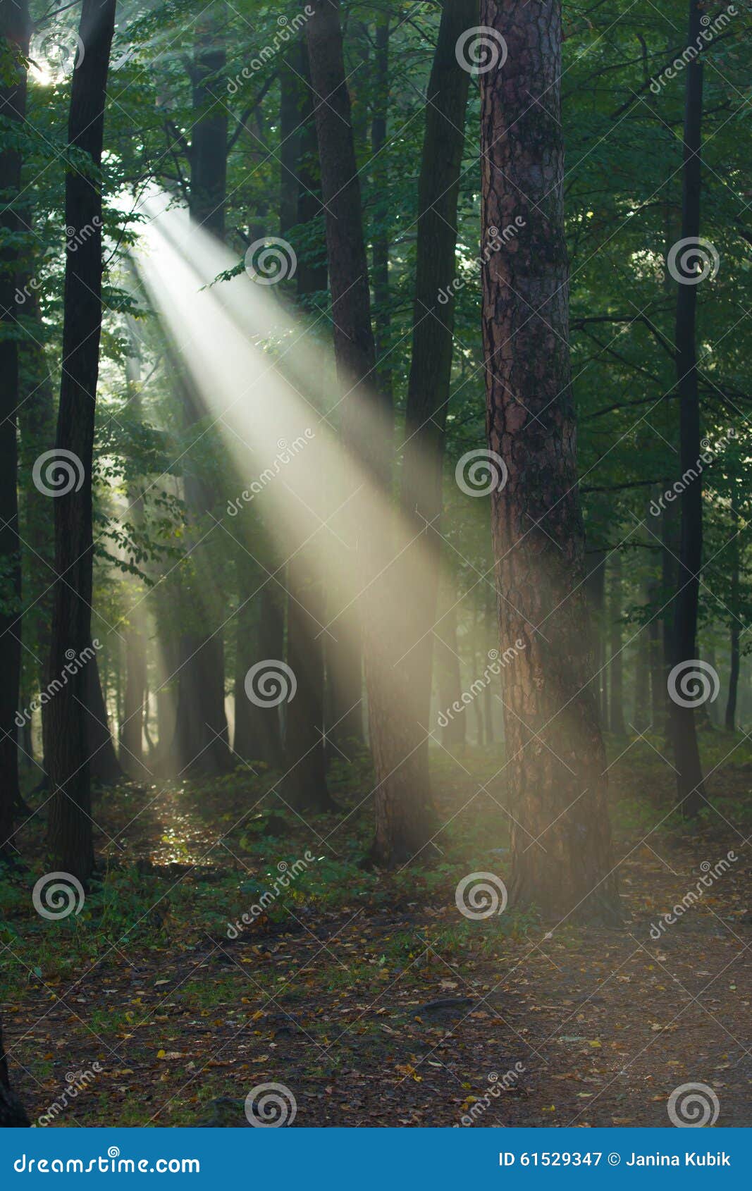 Beams of light stock image. Image of tree, landscape - 61529347