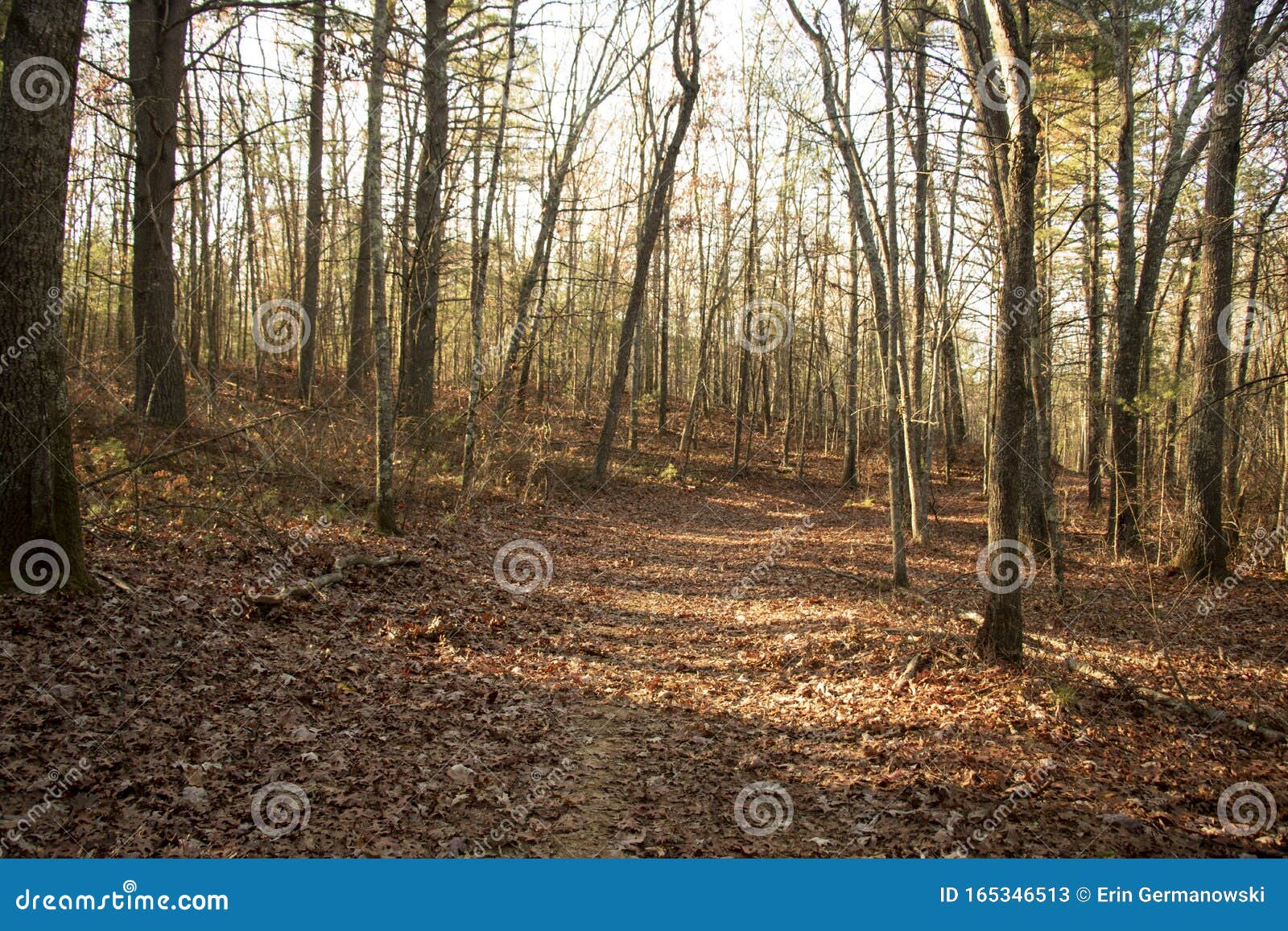 Beams of Light on the Forest Path Stock Image - Image of cuts, trees ...