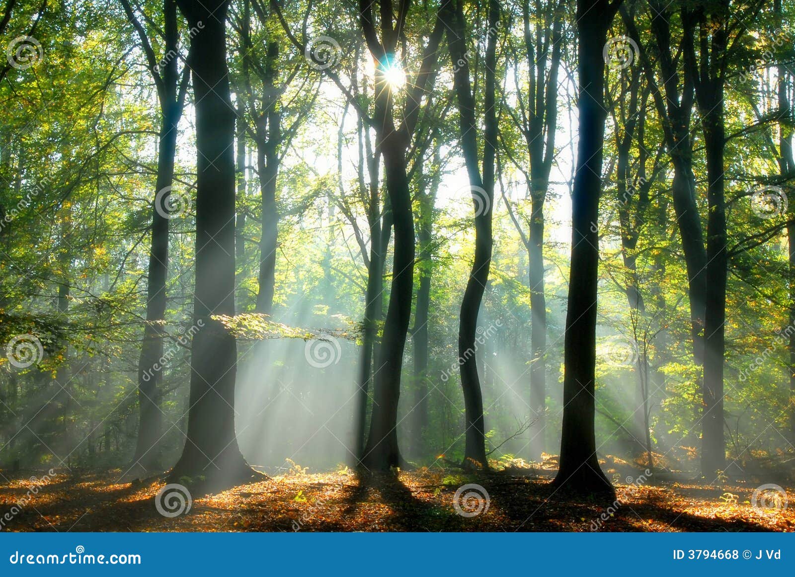 Beams of Light Pour through the Trees Stock Photo - Image of beauty ...